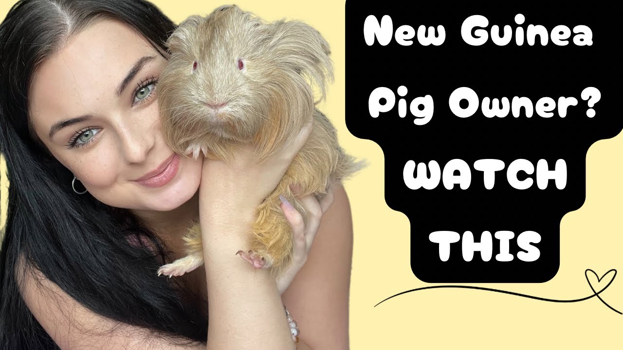 Things New Guinea Pig Owners MUST know!