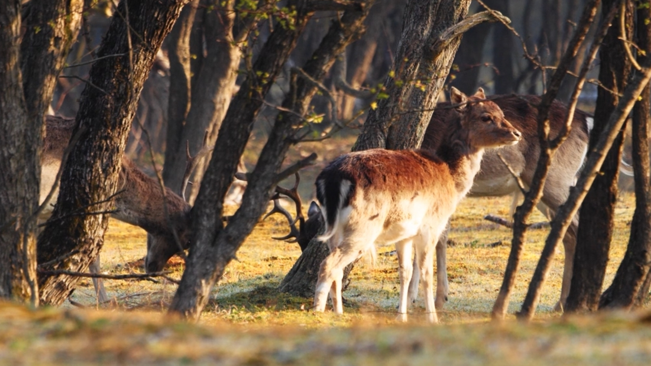 Hertjes in de Natuur