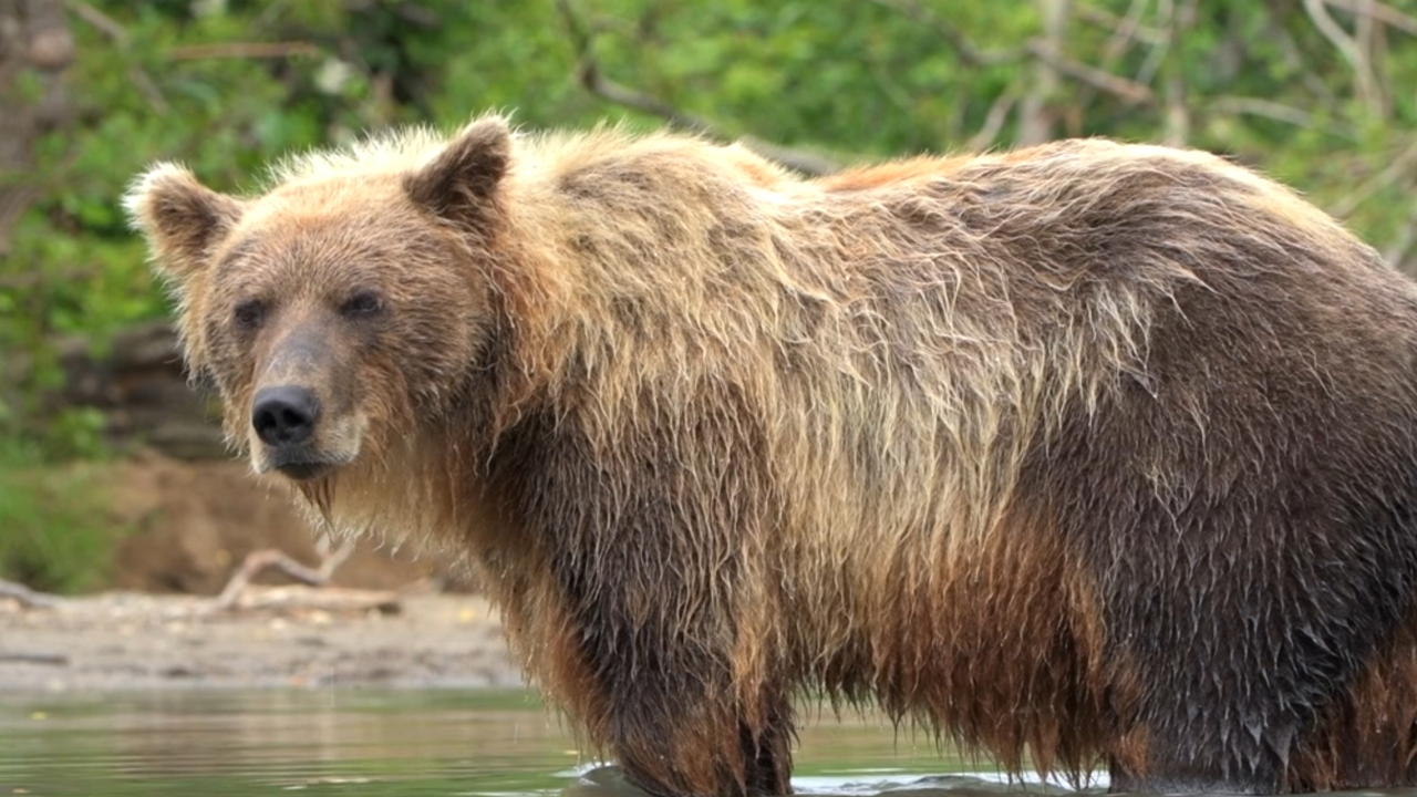 Grizzlybeer in de Natuur