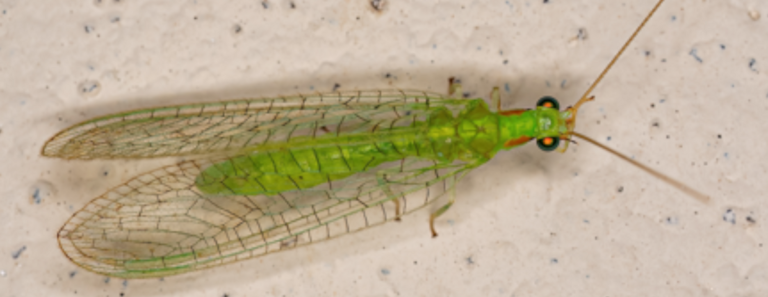 Zielone owady wlatują do domów. Polacy popełniają ten błąd