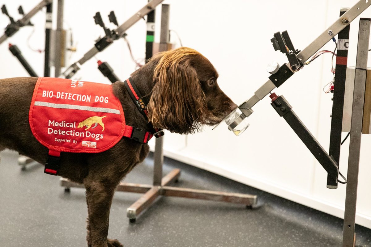 The disease detection dogs who can sniff out cancer, Parkinson’s and ...
