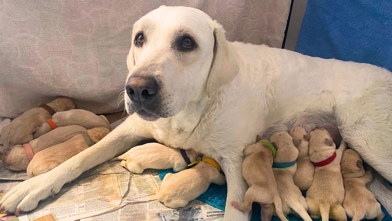 Pet sitter delivers 14 puppies while owner is on holiday