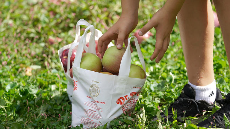 Hudson Valley apple picking season in full swing. Where to go for ...