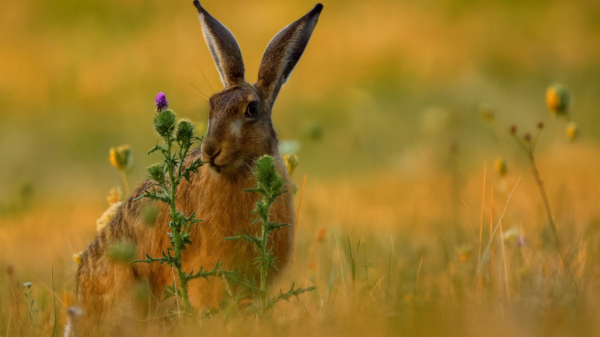 European Hare Tasting a Thistle in Nature – Lepus europaeus