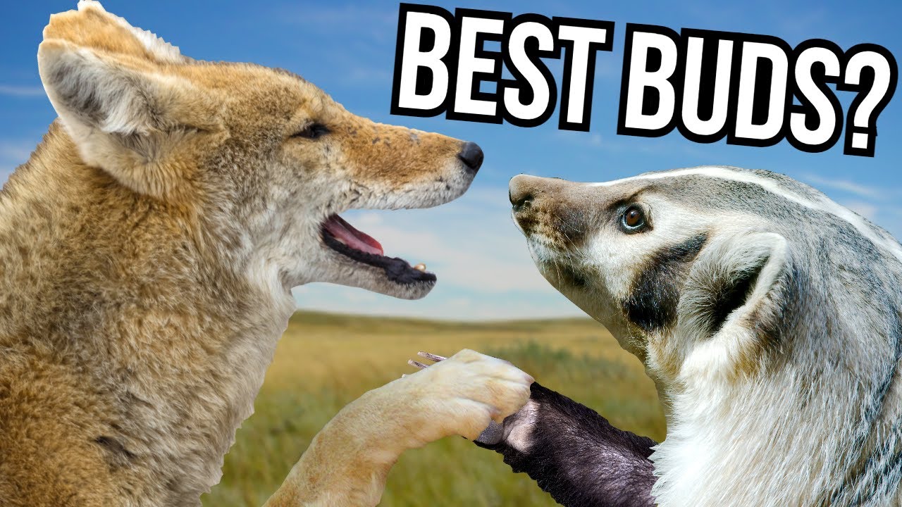 The Most Fascinating Animal Relationships Caught in Nature