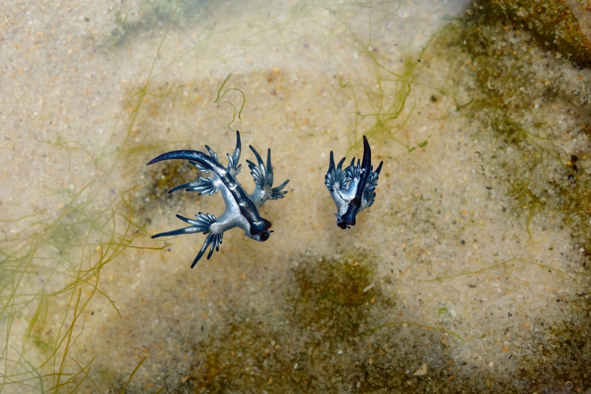 Meet the blue dragon: the tiny sea creature causing beach closures in Spain