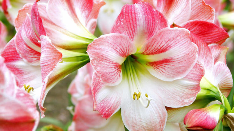 Ritterstern Pflanze Mit Prachtvoller Blüte