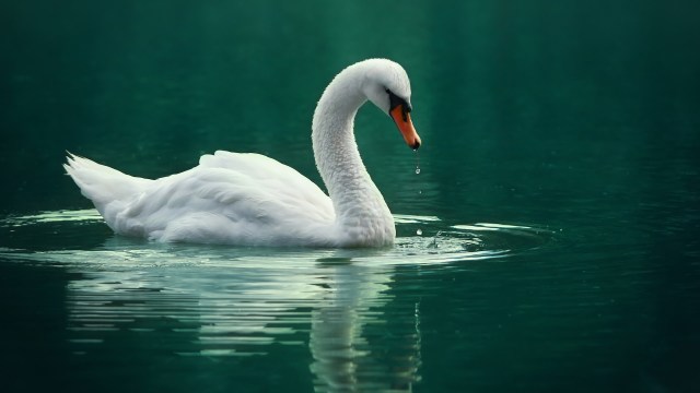 Veterinarians make alarming discovery after operating on swan with lump ...