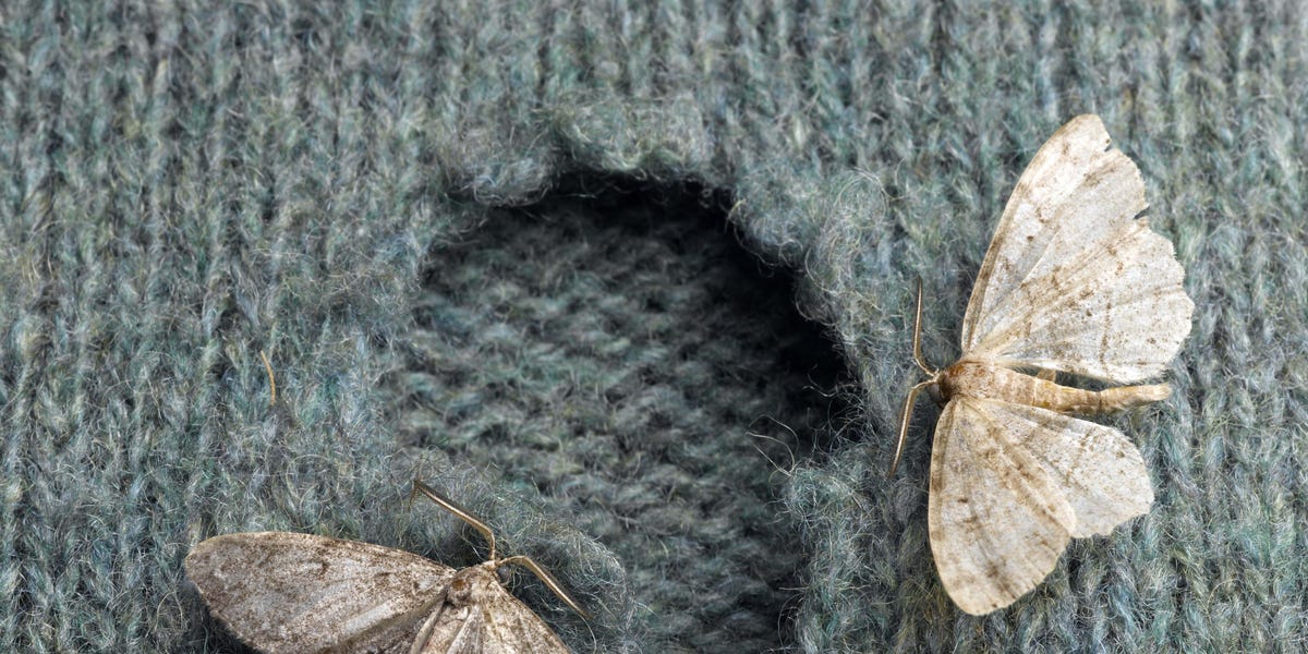 From carpet beetles to clothes moths, here’s how to protect your autumn ...