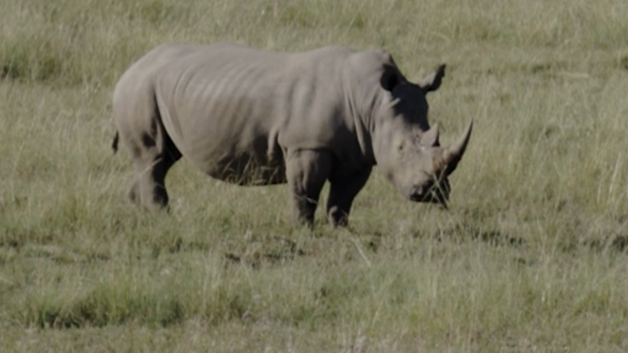 Neushoorn in de Natuur