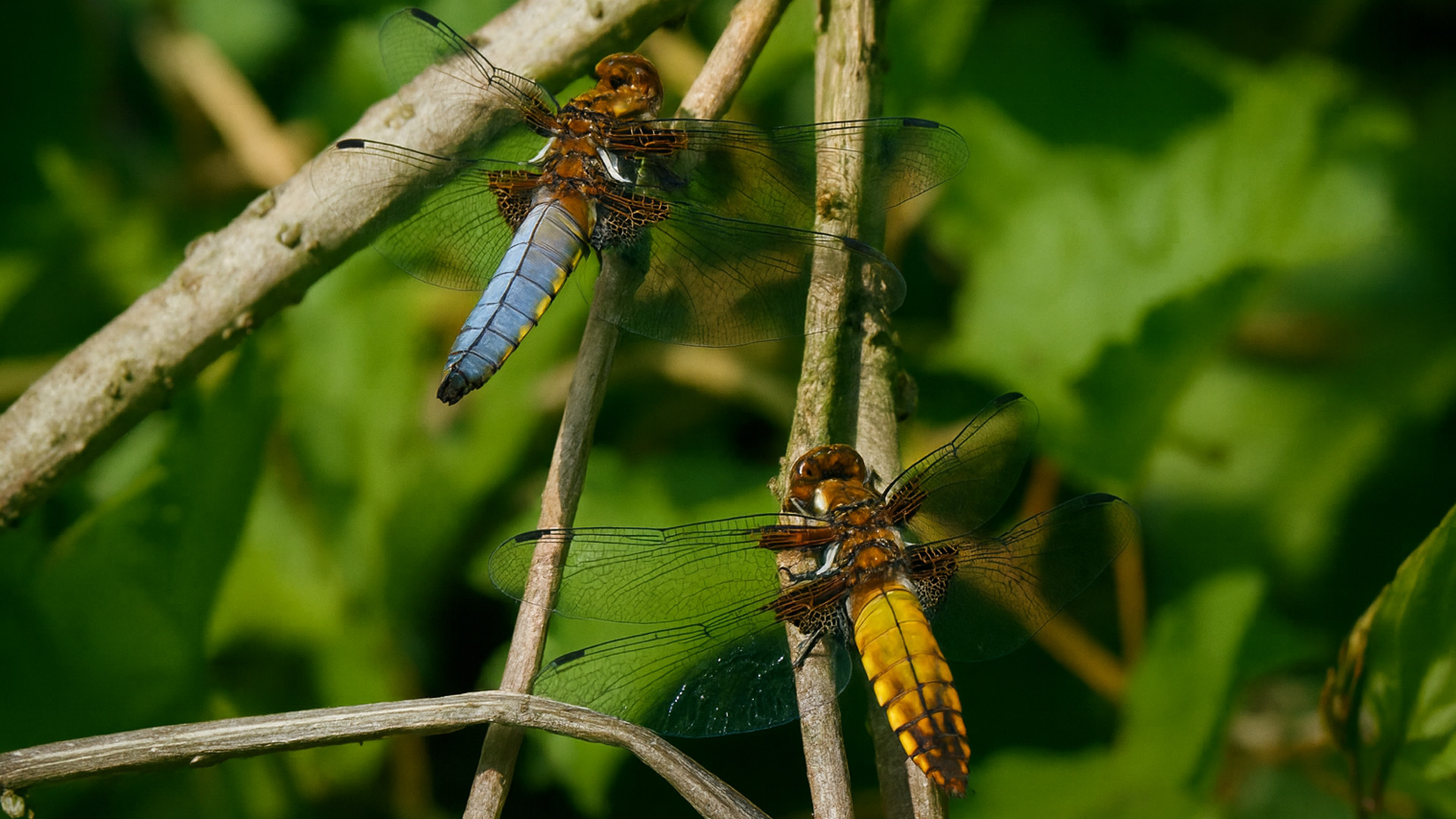 Libellula Panciuta nella Natura – Libellula depressa
