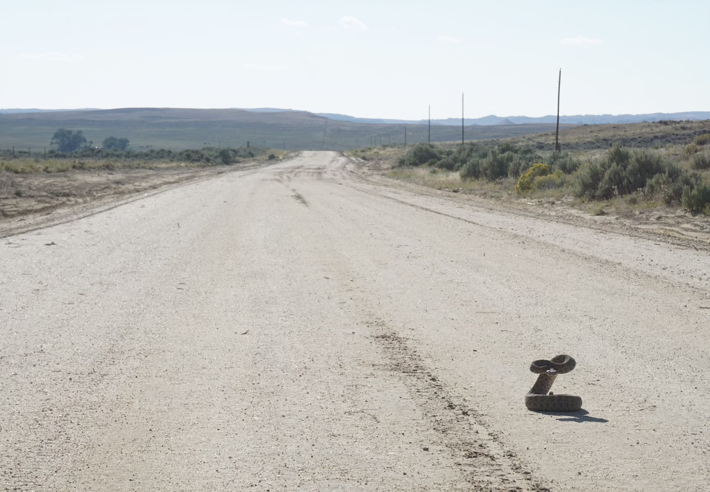 Wyoming loves wildlife: WyoFile's most popular Photo Fridays of 2025
