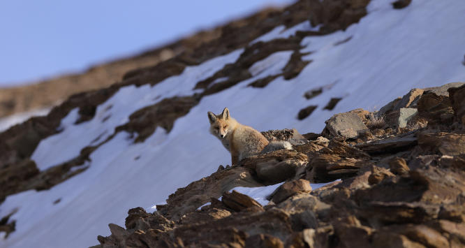 Discover 9 Rare Animals in Himachal Pradesh’s Great Himalayan National Park