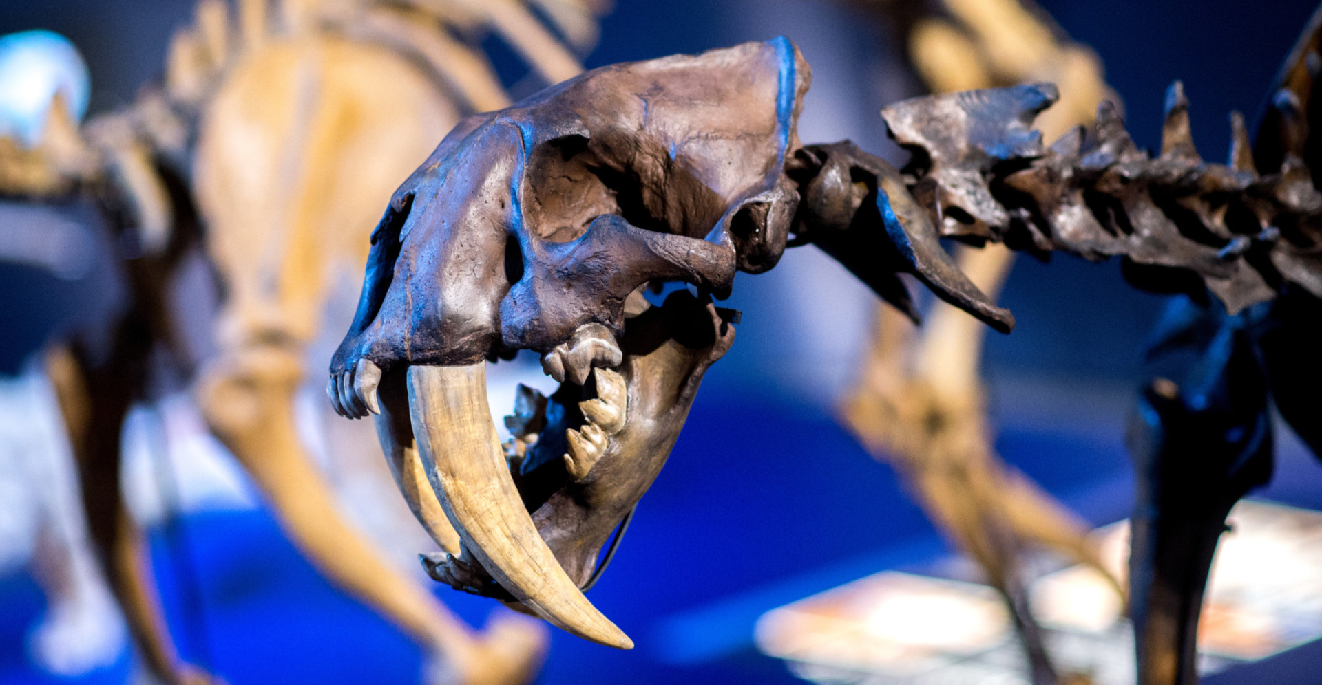 Prehistoric animals that once roamed the Earth