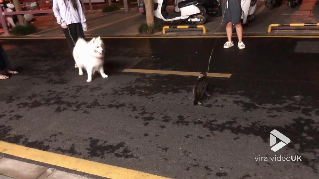 VV5012 Tabby cat and Samoyed caught fighting on street