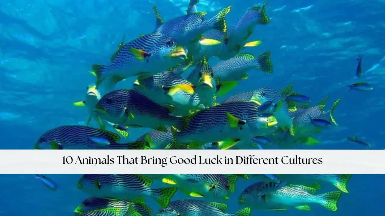 10 Animals That Bring Good Luck in Different Cultures
