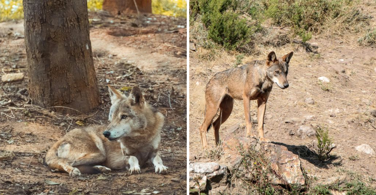 How The World’s Largest Wolf Species Compare To Each Other
