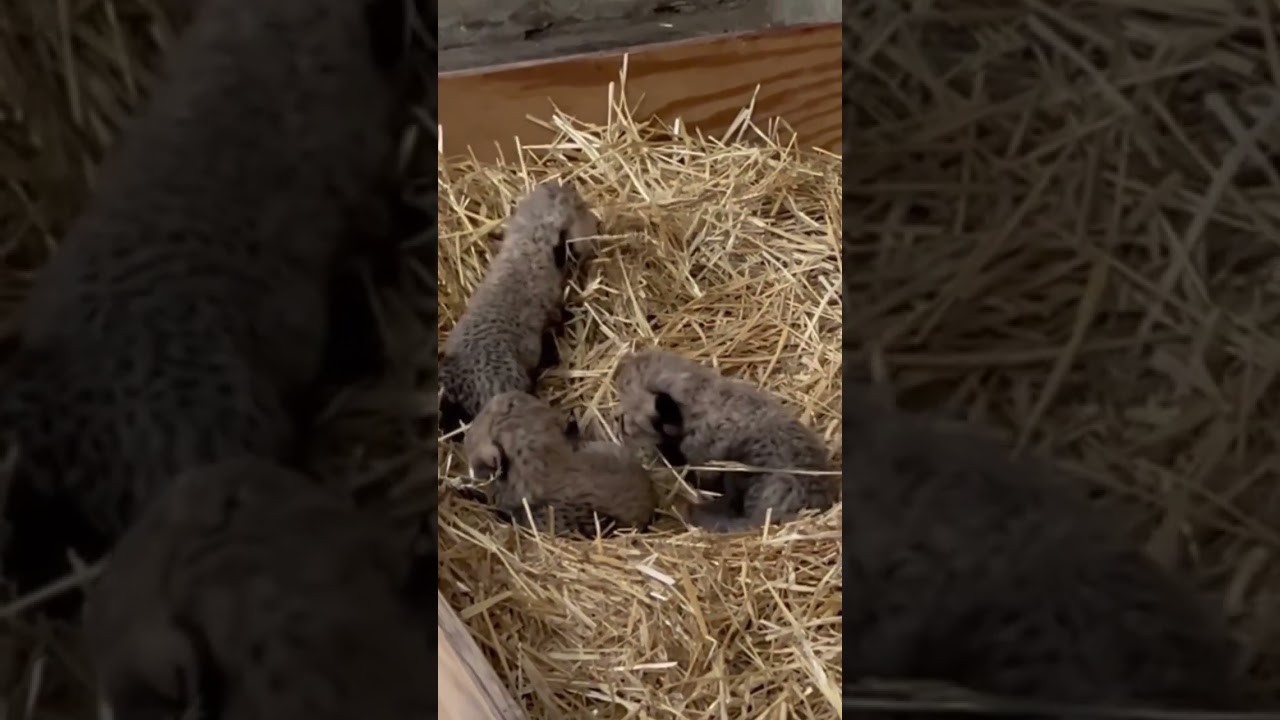 Five cheetah cubs greet the world with energy