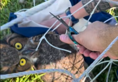 Video: Owl rescued after being snagged in soccer goal