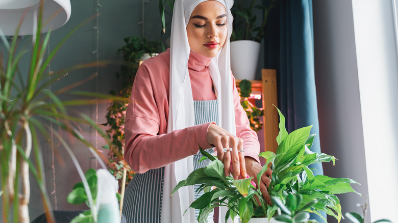 12 Hacks To Help Your Peace Lilies Flourish As An Indoor Houseplant