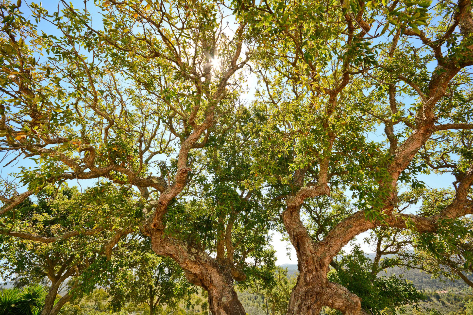 Cork: the world's most versatile and sustainable natural material