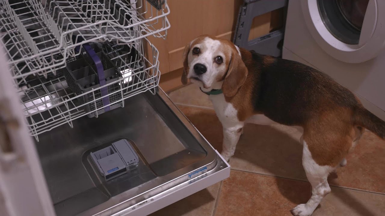 Stubborn beagles behave hilariously in funny video