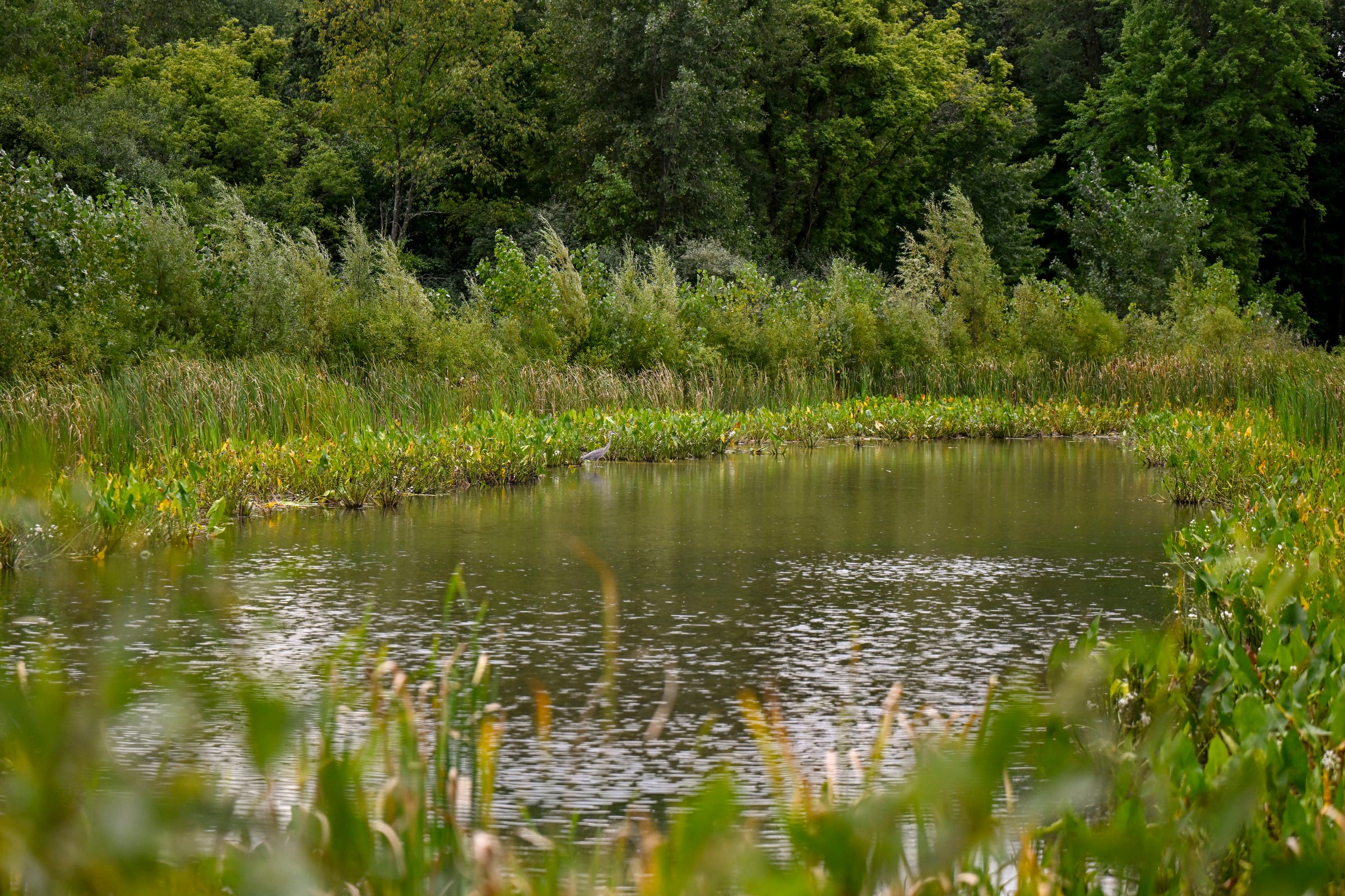 Haslett’s Towner Road Park offers pickleball courts, sports fields and ...