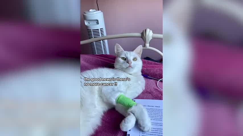 Tears as Cat Loses His Nose After Developing Cancer