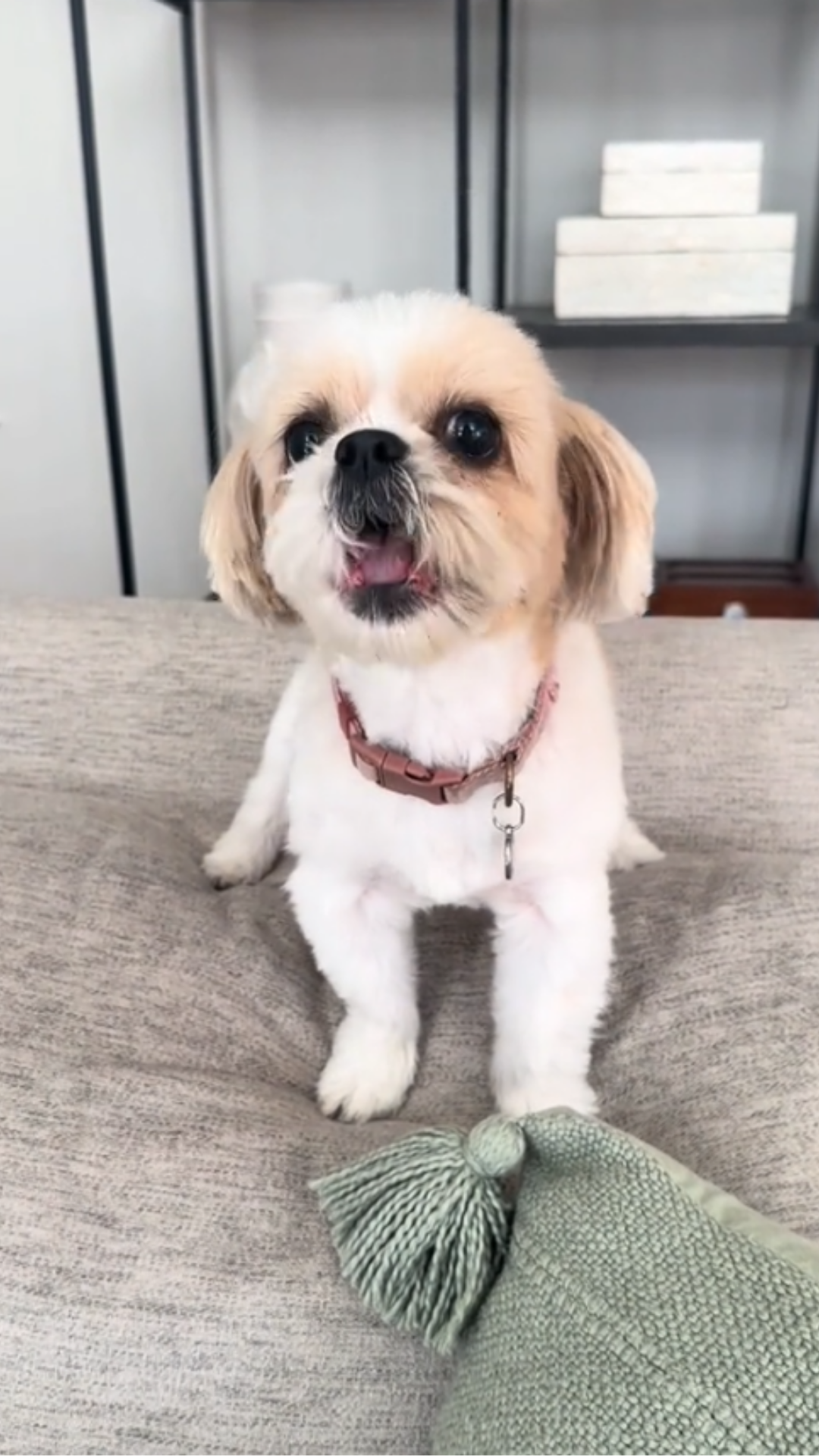 Sassy Shih Tzu Stella Brings the Funniest Conversations