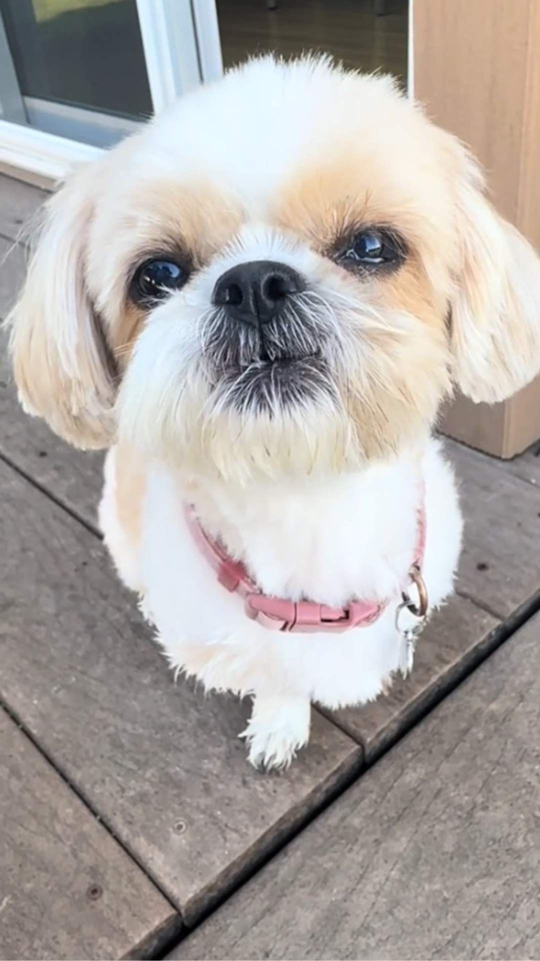 Morning Drama with My Sassy Shih Tzu Stella