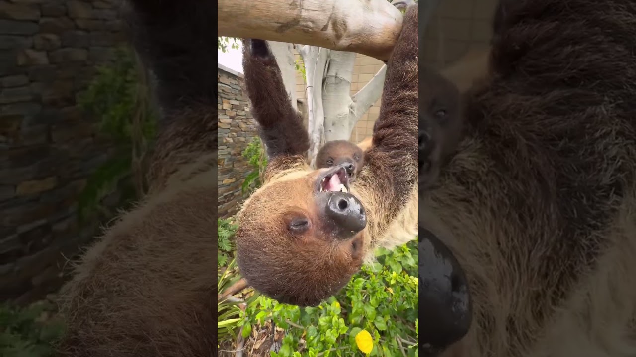 Relax with This Slow-Moving ASMR Sloth Moment