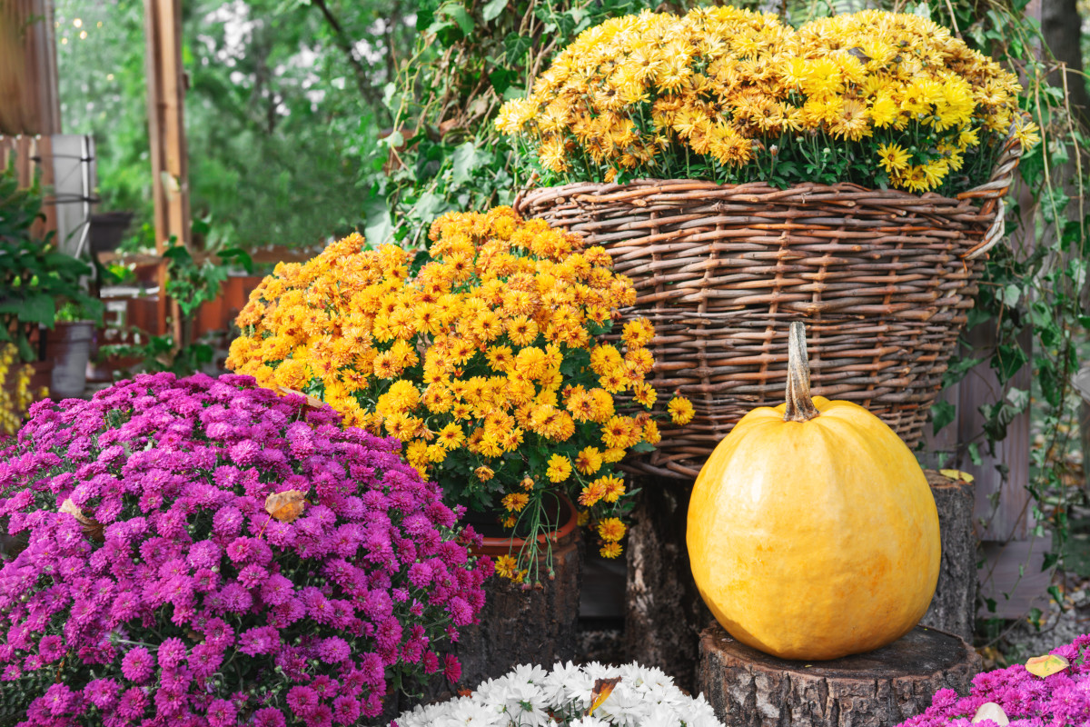 Costco’s Giant Mums Return and They’re As Stunning As Ever