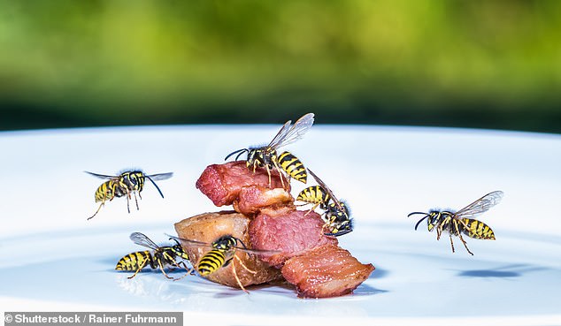 Pest expert reveals simple trick to keep wasps out of your garden - and ...