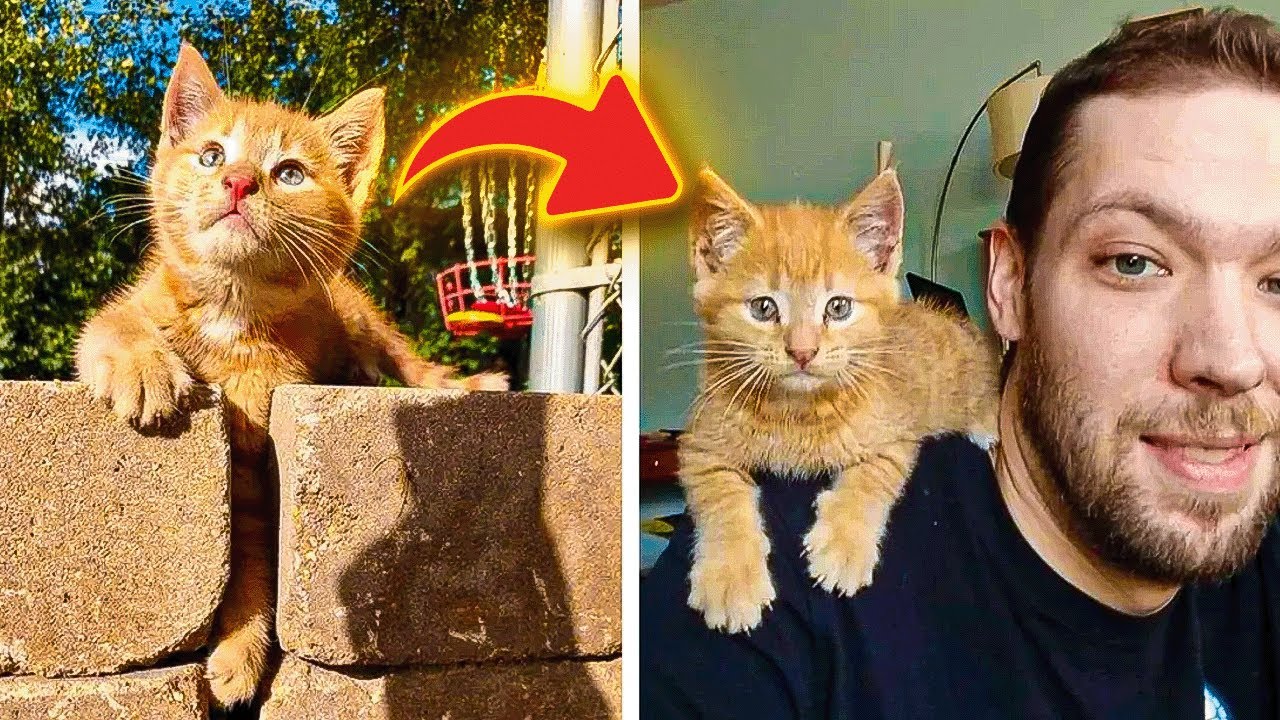 Stray Kitten’s Heartwarming Encounter