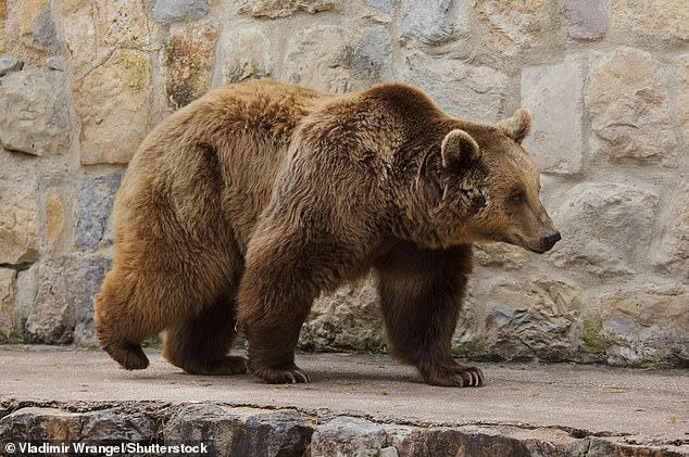 Roman Gladiators fought BEARS in the arena, fossil evidence reveals for ...