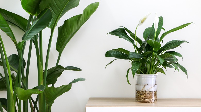 12 Hacks To Help Your Peace Lilies Flourish As An Indoor Houseplant