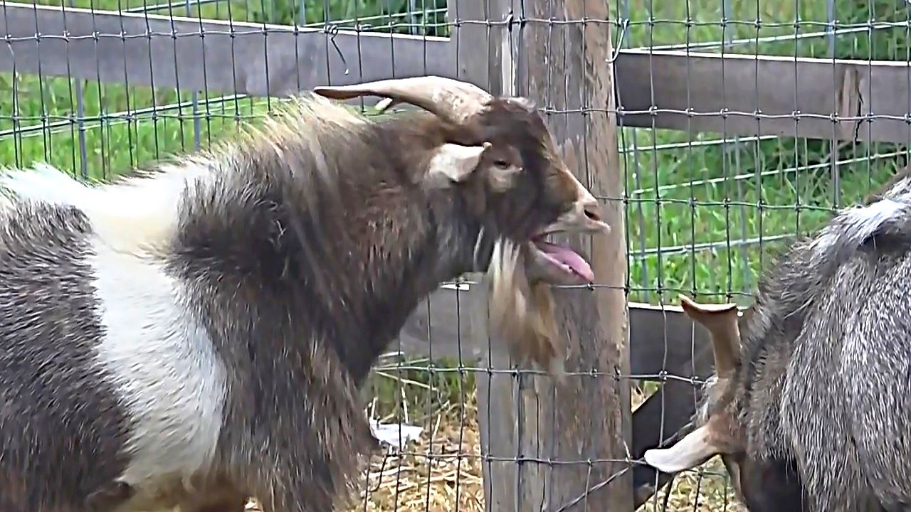 'Help!': Screaming goat prompts police response in Maine