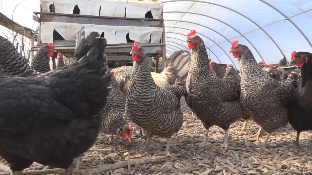 Virginia Poultry Federation celebrates centennial anniversary