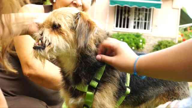 The Incredible Journey of Brandy, the Dog Who Refused to Give Up