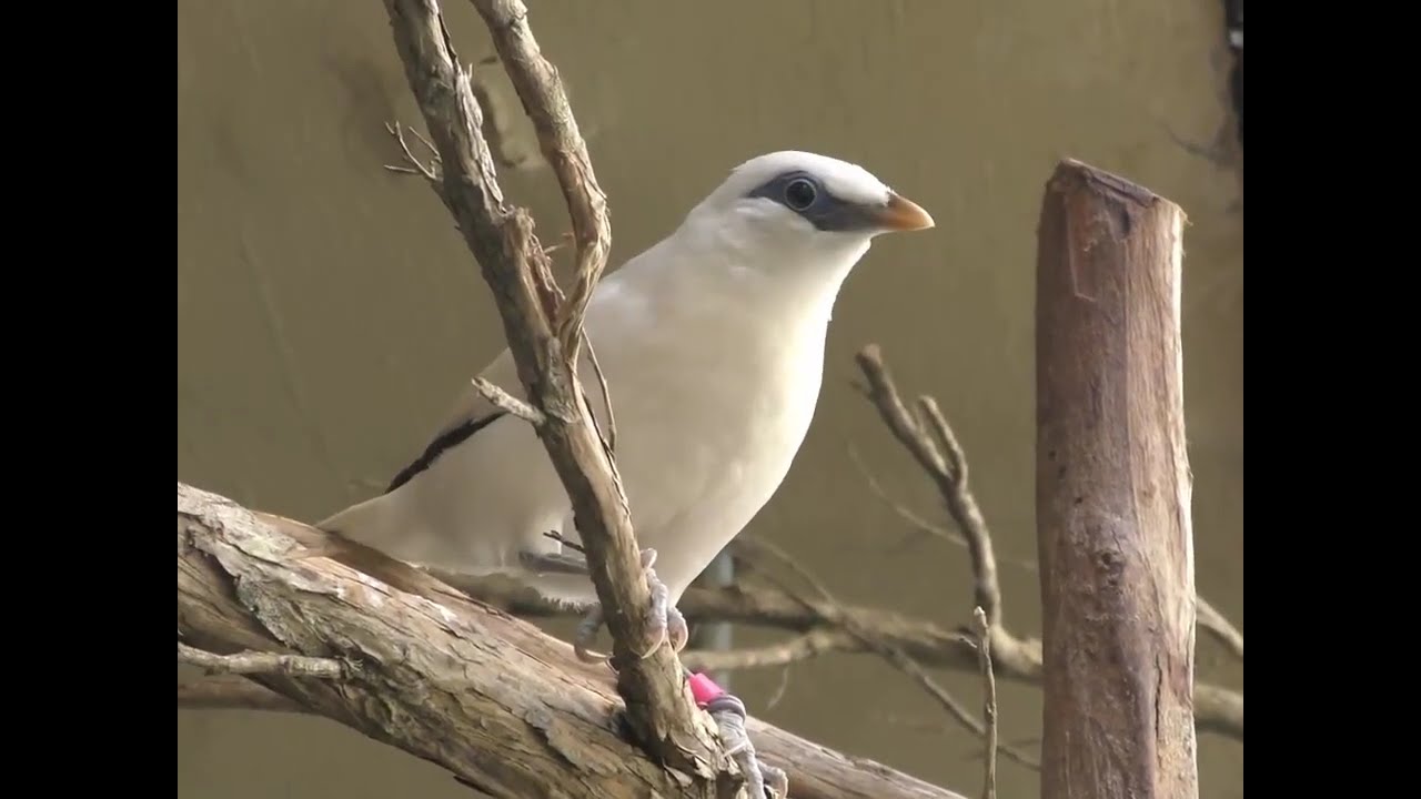 Bali mynas capture hearts as one of the rarest birds