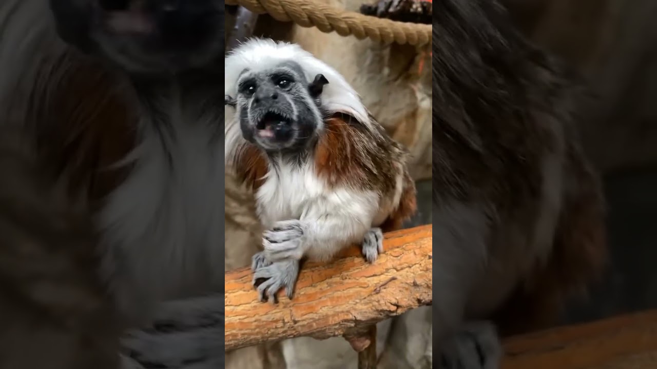 Cotton-top tamarins enjoy a fun snack time together