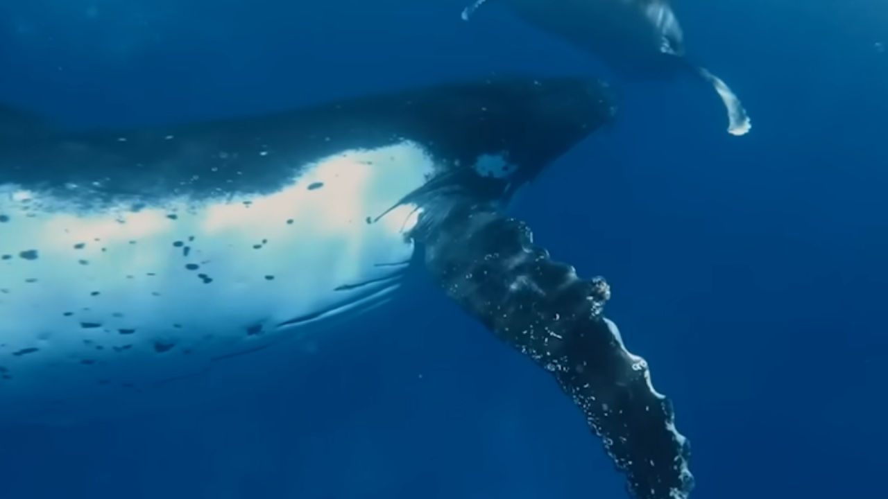 The Loudest Sound Ever Recorded Underwater