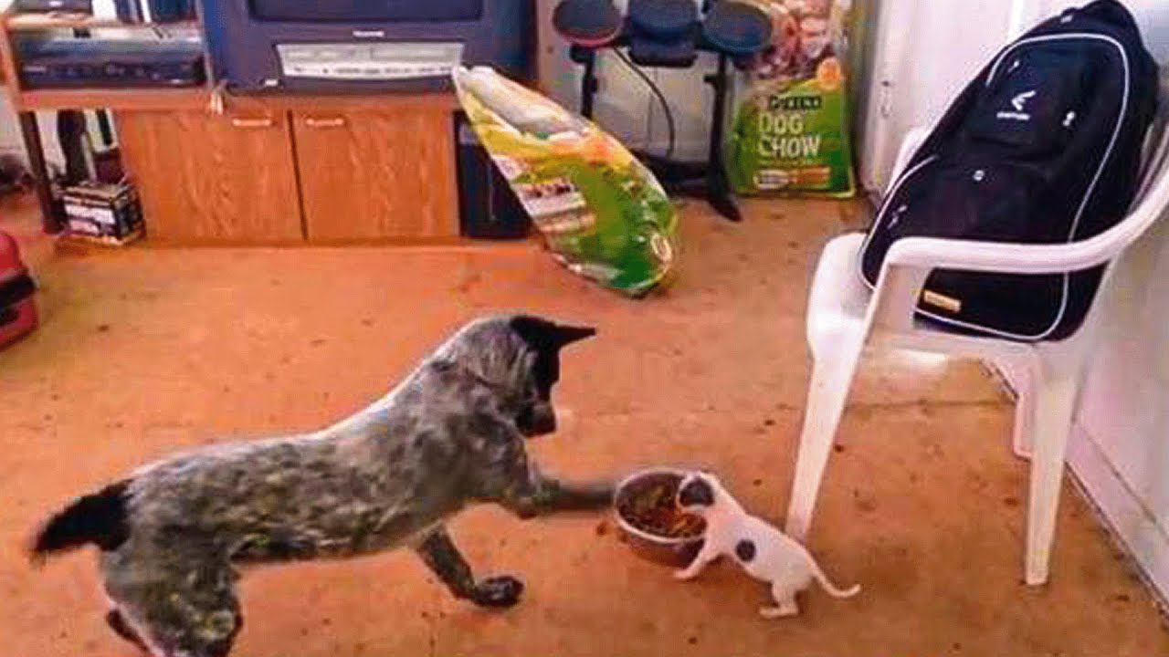 Older Dog Protects Messy Puppy