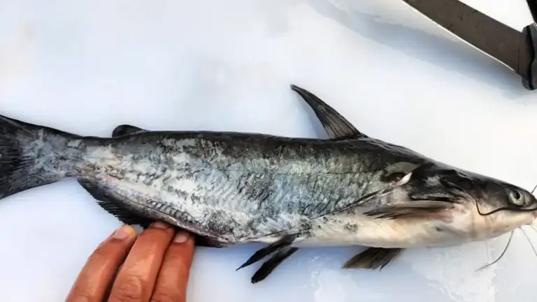 How to Clean and Fillet Catfish