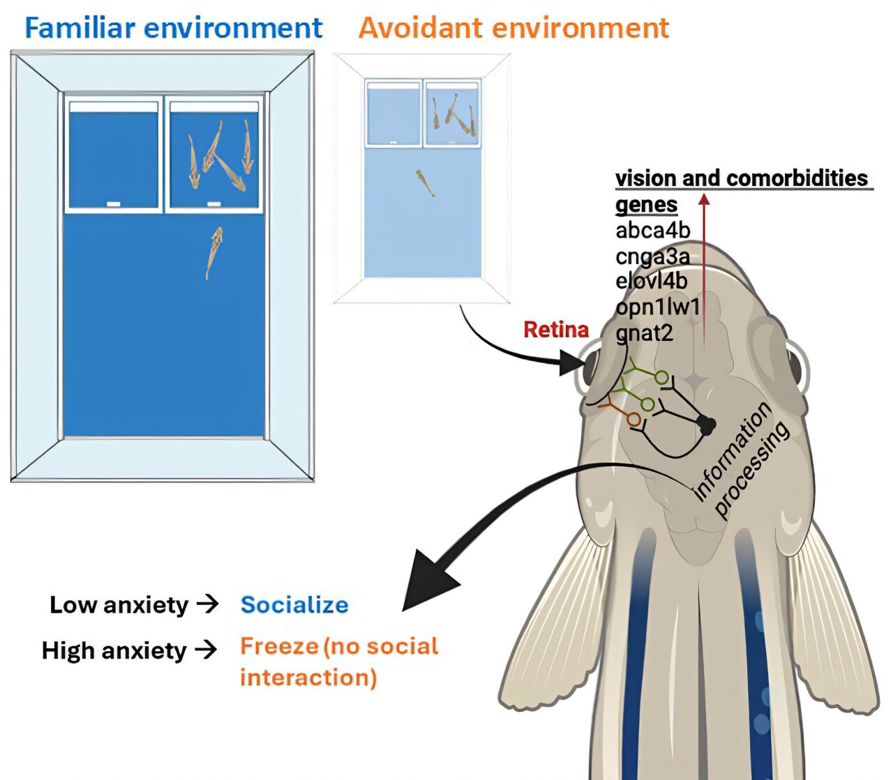 Tiny fish open new horizons for autism research