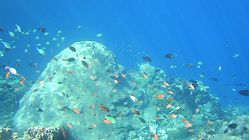 Panduan Wisata ke Desa Ternate Alor: Surga Snorkeling dan Budaya Tenun NTT