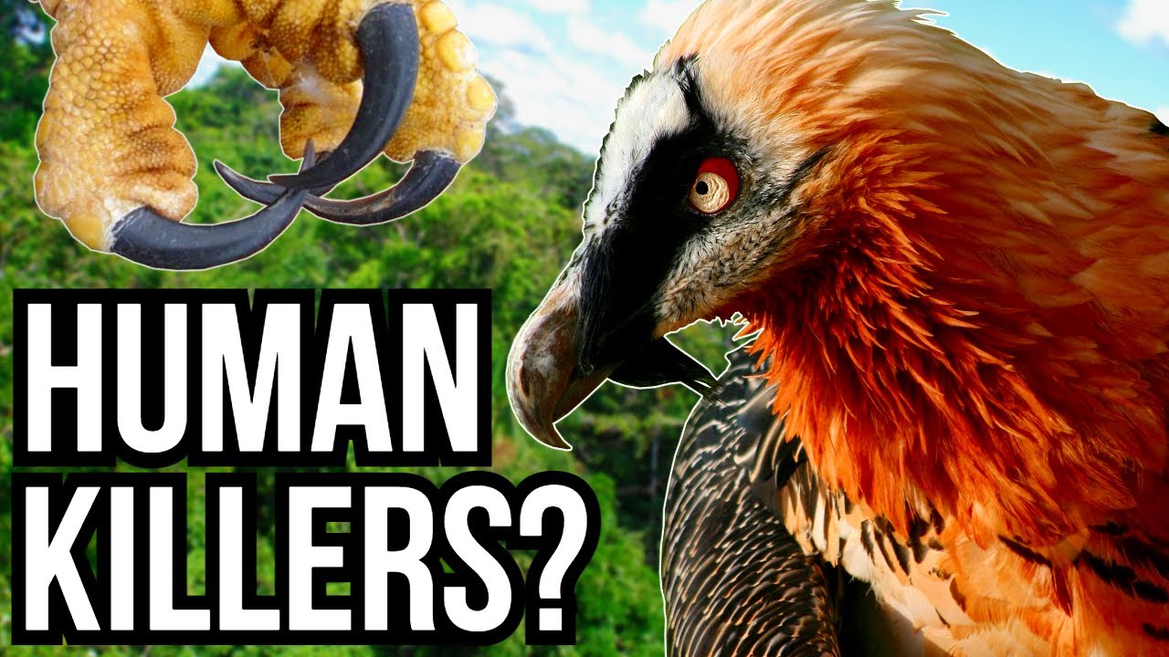The World’s Most Lethal Birds Exposed