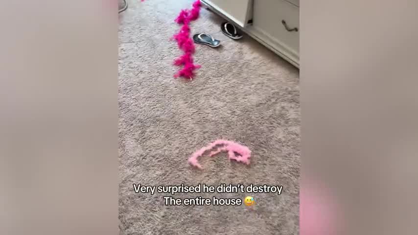 Owner Comes Home From Work, Realizes What Dog Has Been Doing