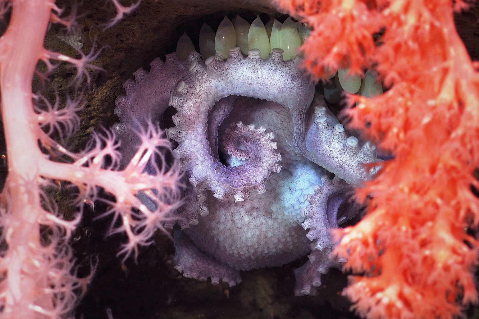 Zoolies by Jonny Hawkins