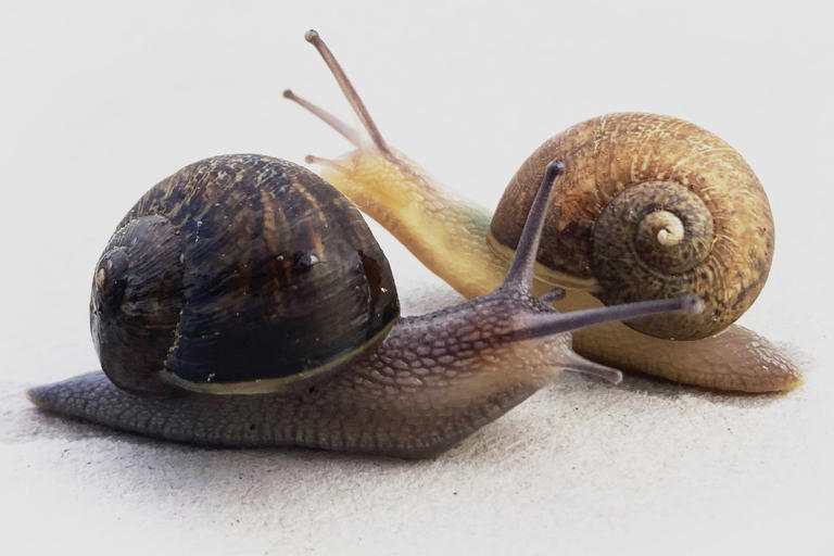 Ned is a perfectly nice snail, but a rare shell means a doomed love life
